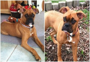 Celebrating Life and Friends with Cookies - The Sweet Adventures of ...